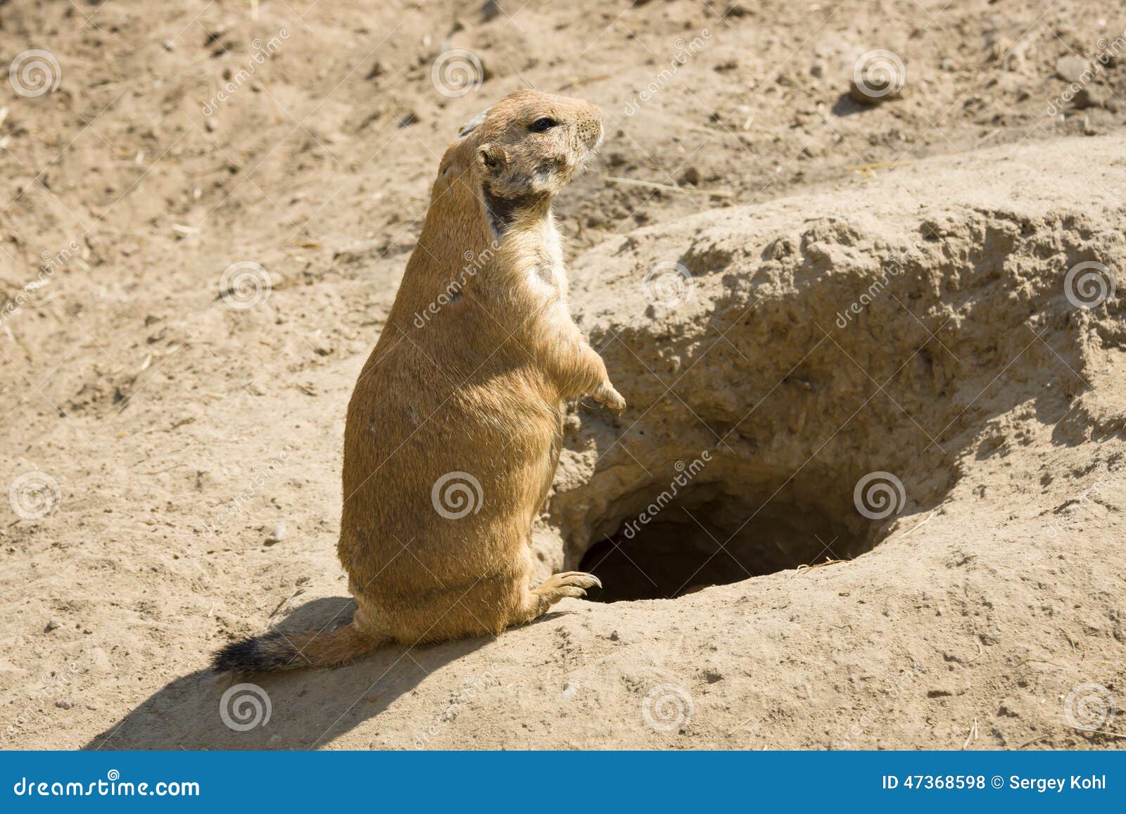 Gopher stock photo. Image of wild, nature, marmot, brown - 47368598