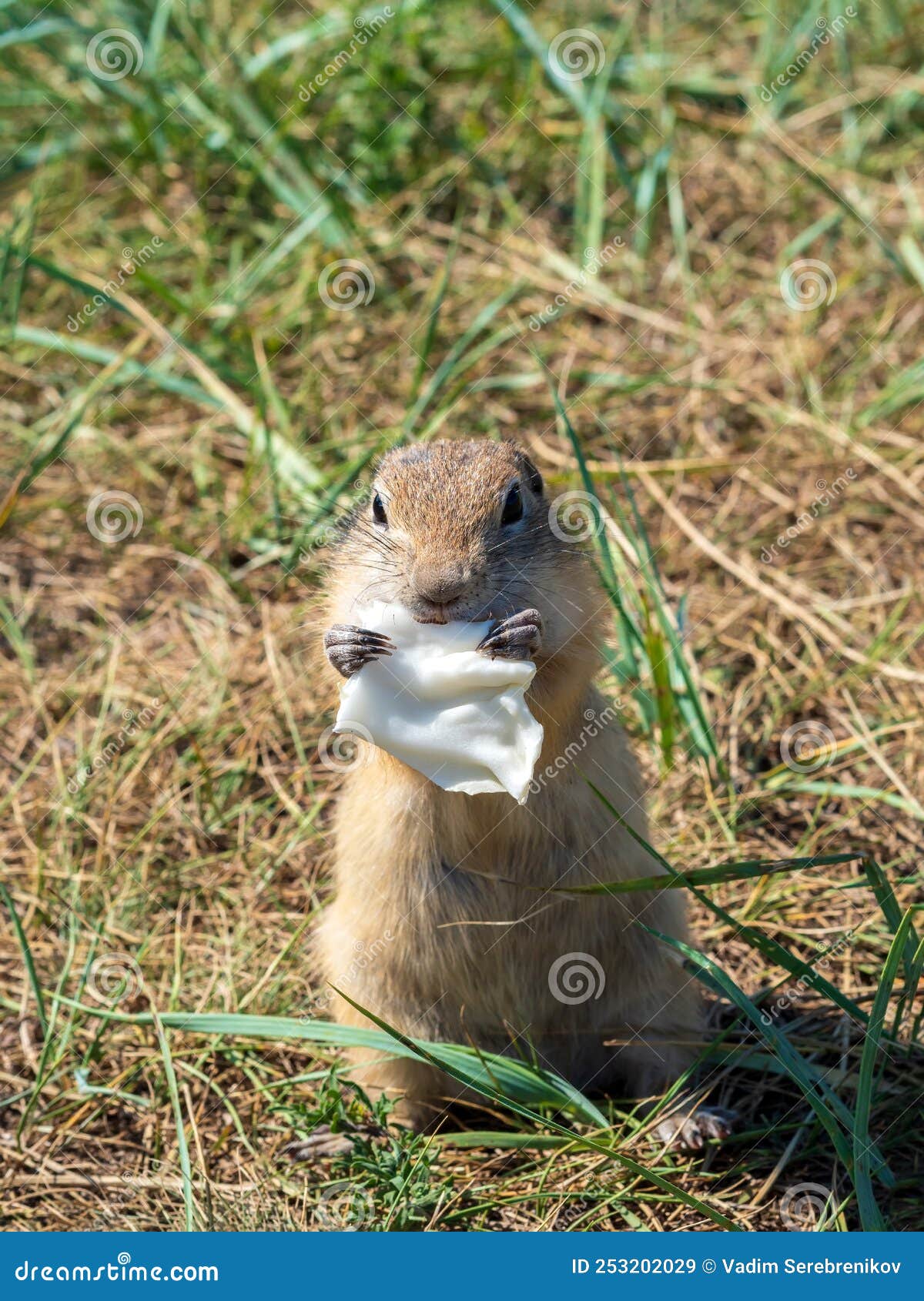 Gopher is Eating a Cabbage Leaf on the Grassy Lawn Stock Image - Image ...