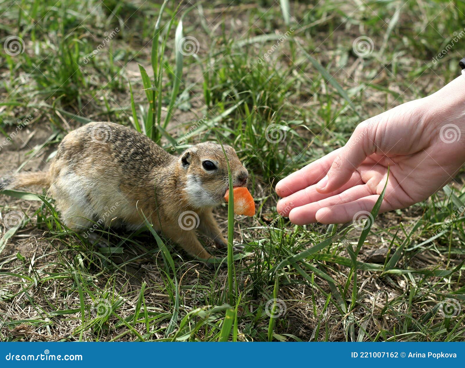 Gopher Eating Carrot with Human Hand Stock Photo - Image of bread ...