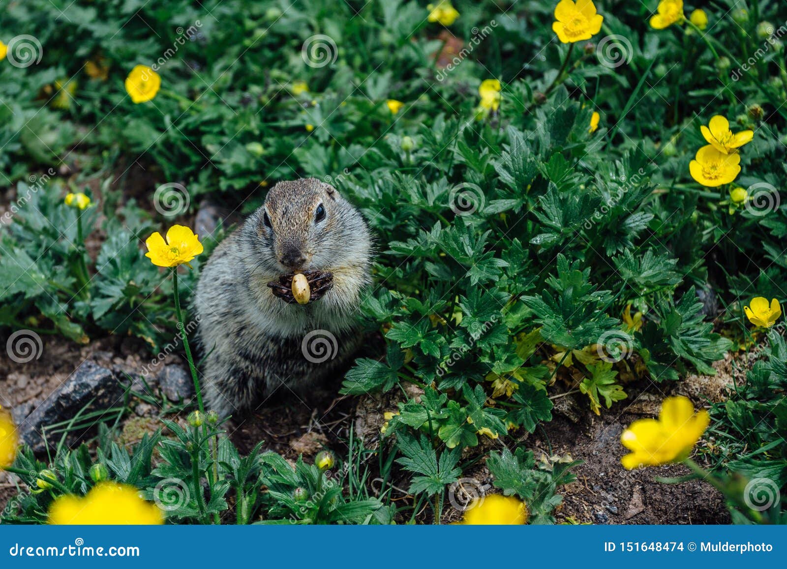 Gopher Eating Cookie in Grass and Yellow Flowers Stock Photo - Image of ...