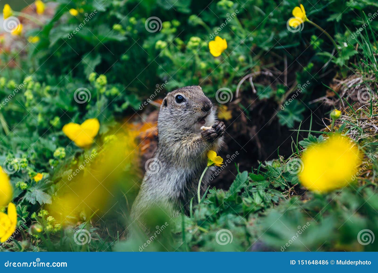 Gopher Eating Cookie in Grass and Yellow Flowers Stock Photo - Image of ...