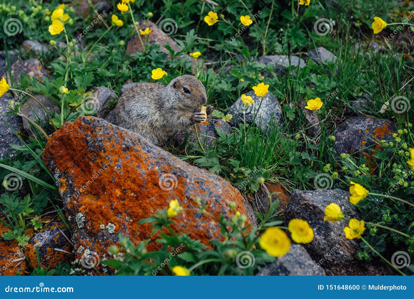 Gopher Eating Cookie in Grass and Yellow Flowers Stock Photo - Image of ...
