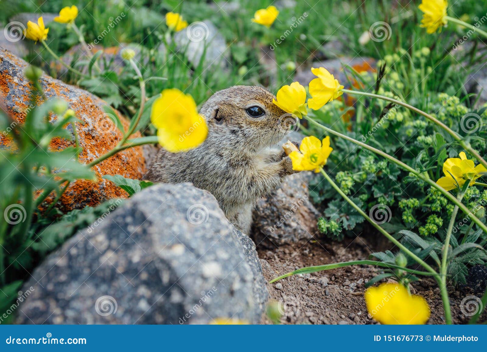 Gopher is Eating Cookie in Grass and Yellow Flowers Stock Image - Image ...