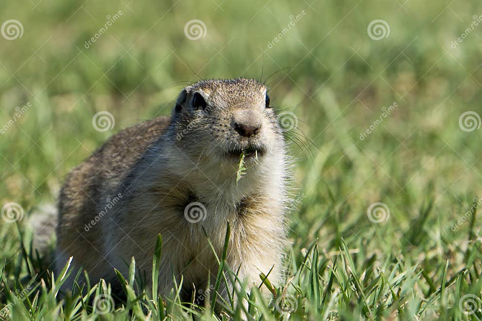 Gopher eating grass stock photo. Image of cute, hamster - 44907770
