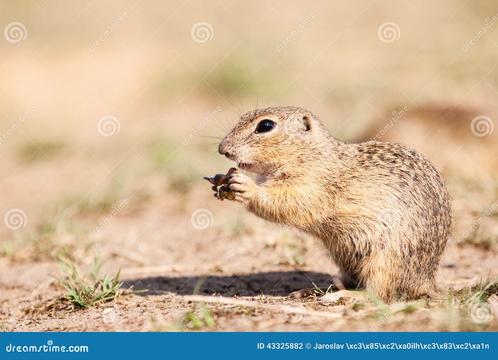 Gopher stock photo. Image of north, natural, european - 43325882