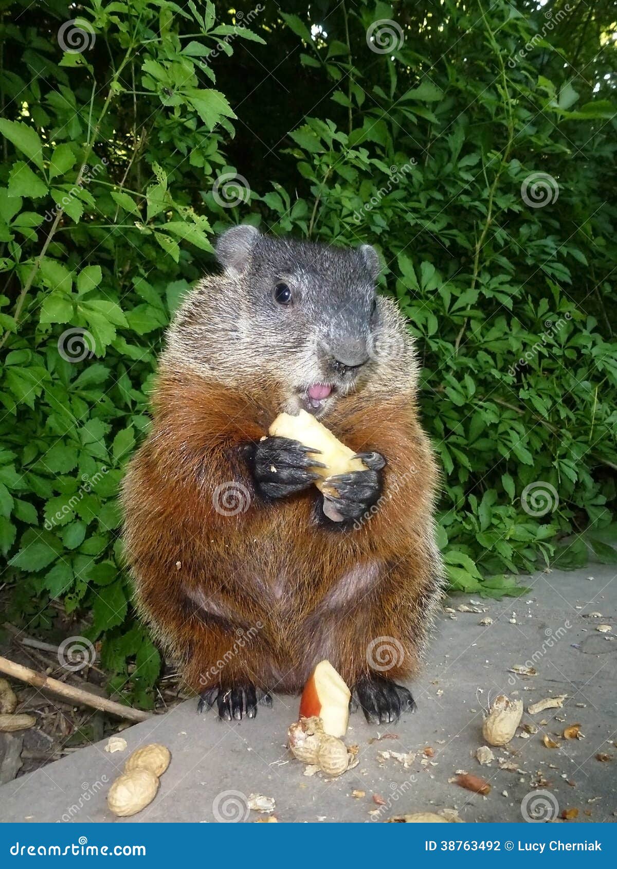 Gopher stock photo. Image of mammal, fauna, gopher, flora - 38763492