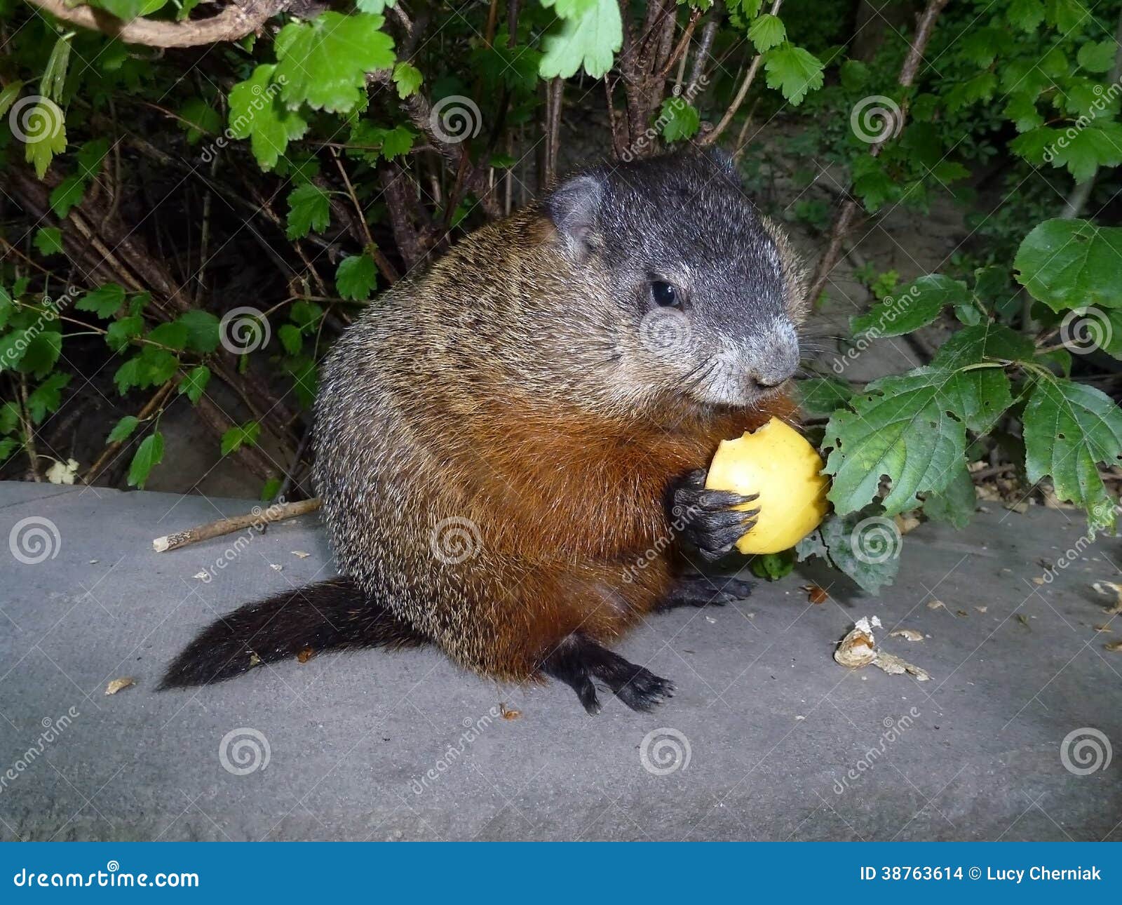Gopher stock photo. Image of flora, mammal, gopher, food - 38763614