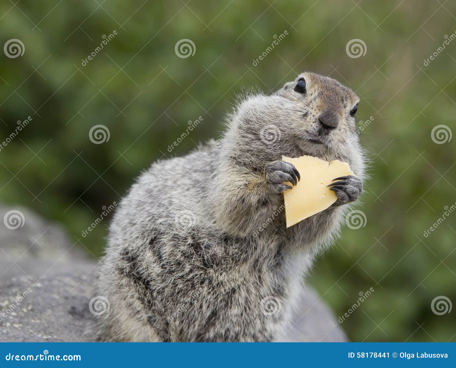 Gopher Eating a Piece of Cheese Stock Image - Image of outdoors, marmot ...