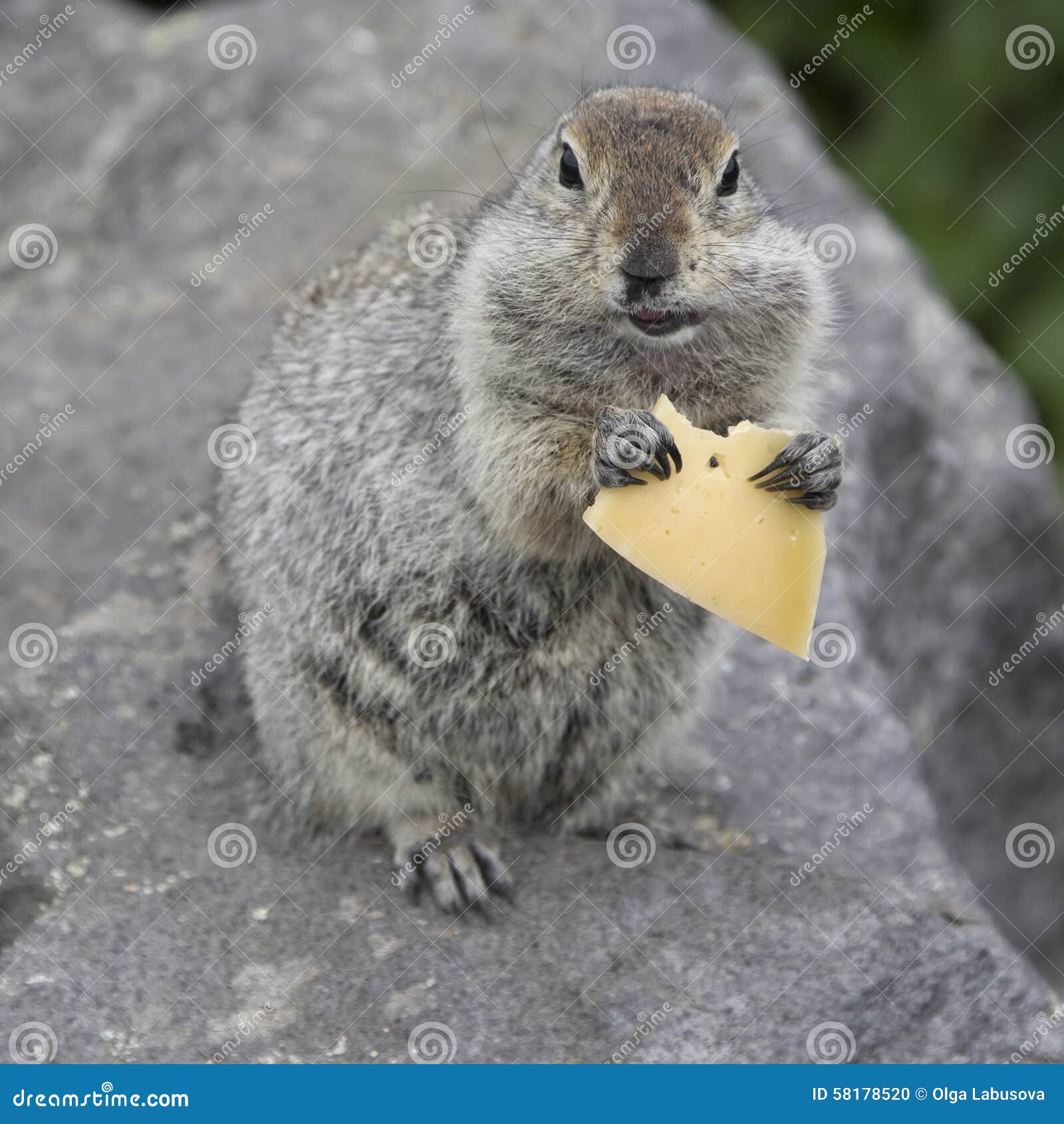 Gopher Eating a Piece of Cheese Stock Photo - Image of national, grass ...