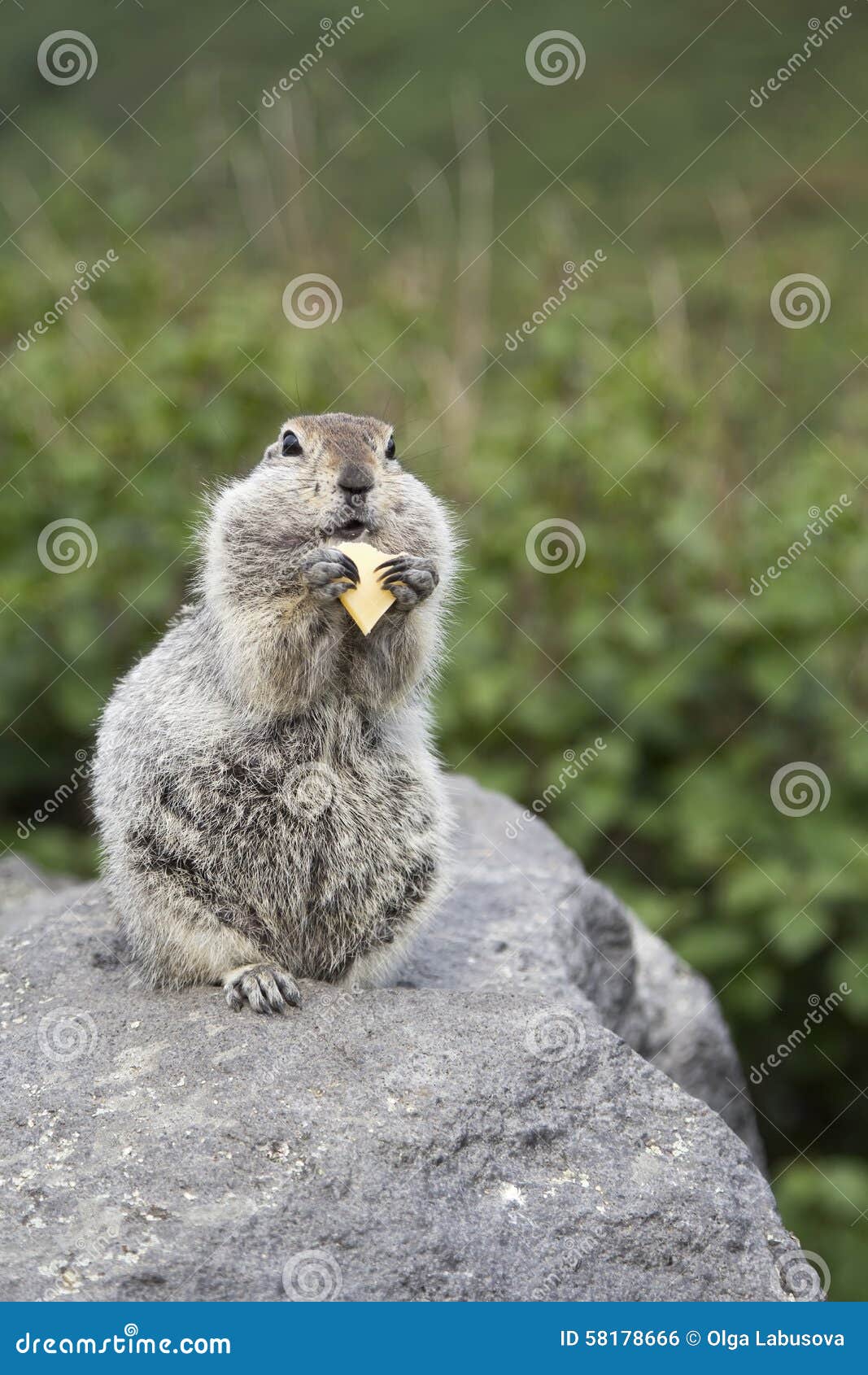Gopher Eating a Piece of Cheese Stock Photo - Image of eating, brown ...