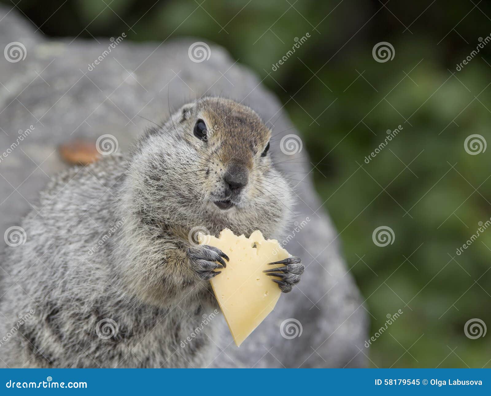 Gopher Eating a Piece of Cheese Stock Image - Image of area, family ...