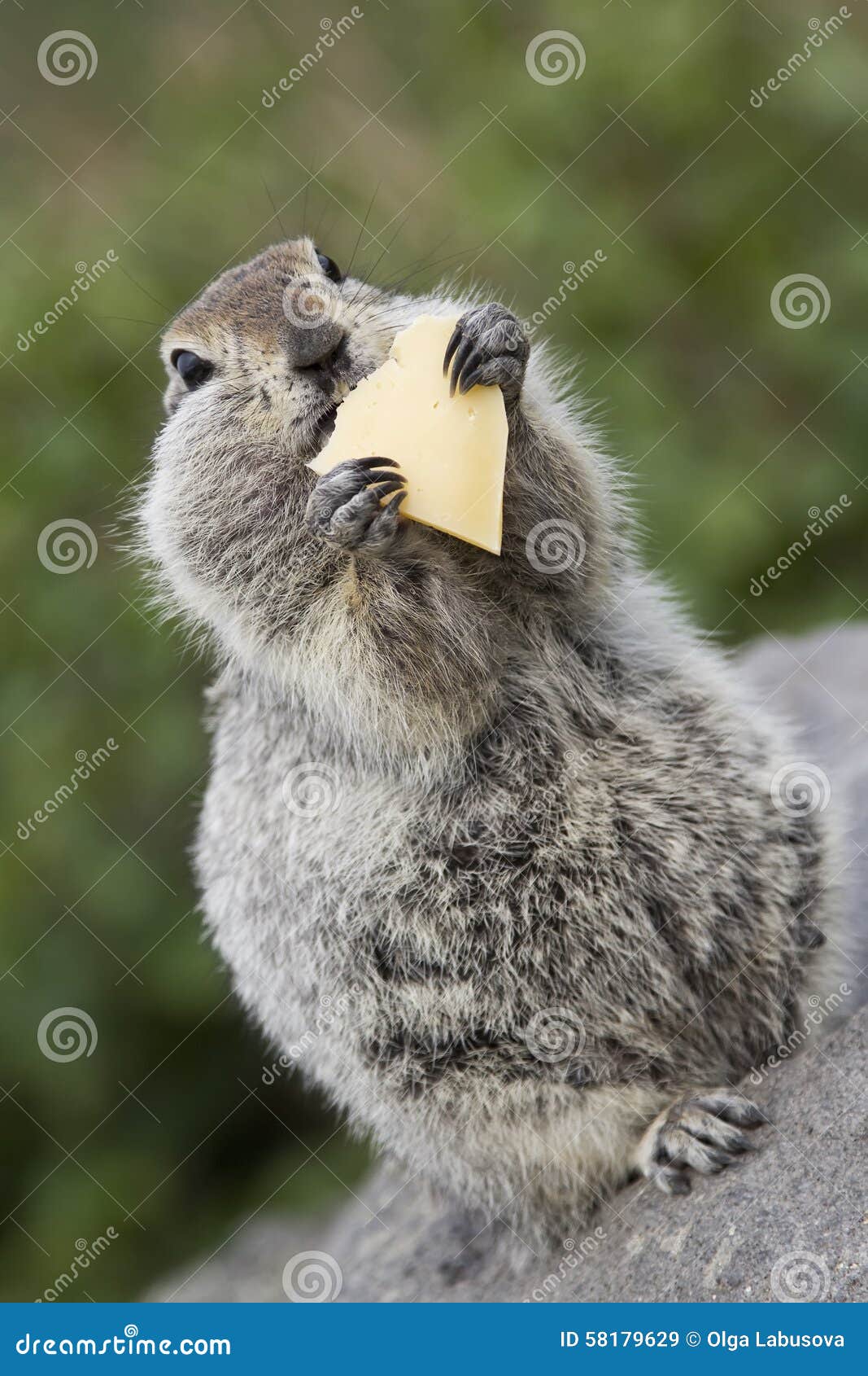 Gopher Eating a Piece of Cheese Stock Image - Image of mammals, nature ...