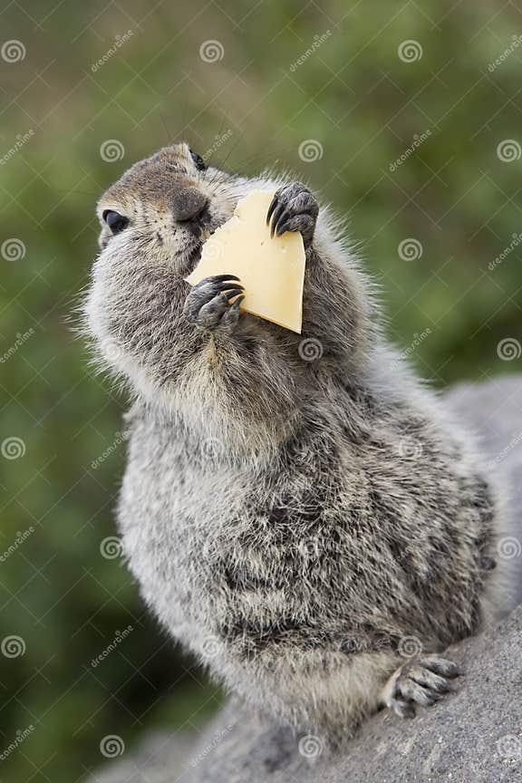 Gopher Eating a Piece of Cheese Stock Image - Image of mammals, nature ...