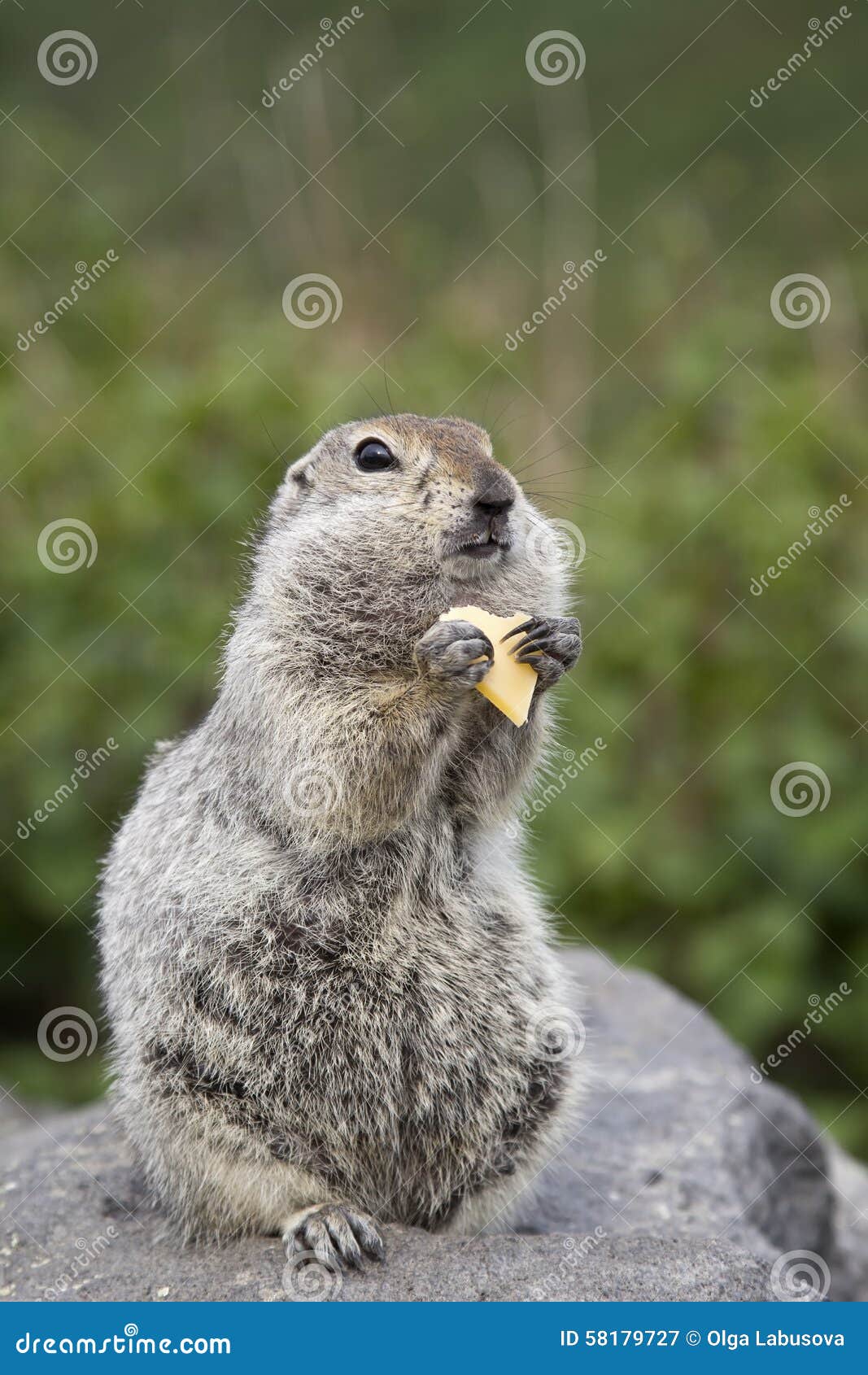 Gopher Eating a Piece of Cheese Stock Image - Image of nature, pets ...