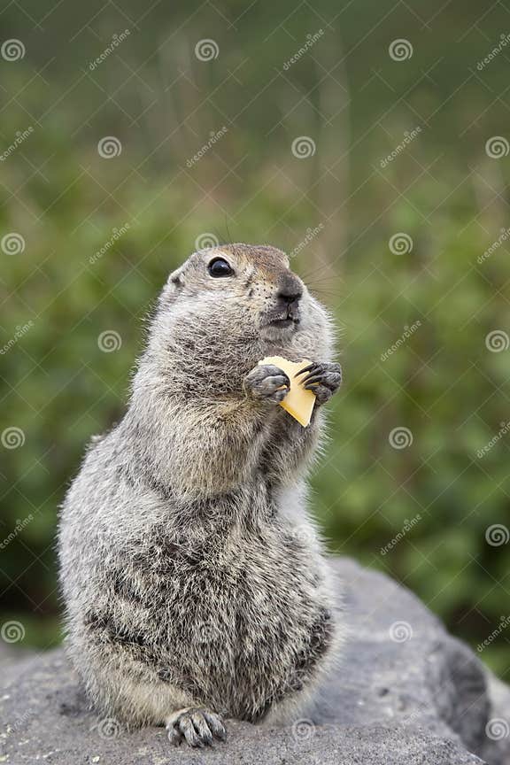 Gopher Eating a Piece of Cheese Stock Image - Image of nature, pets ...