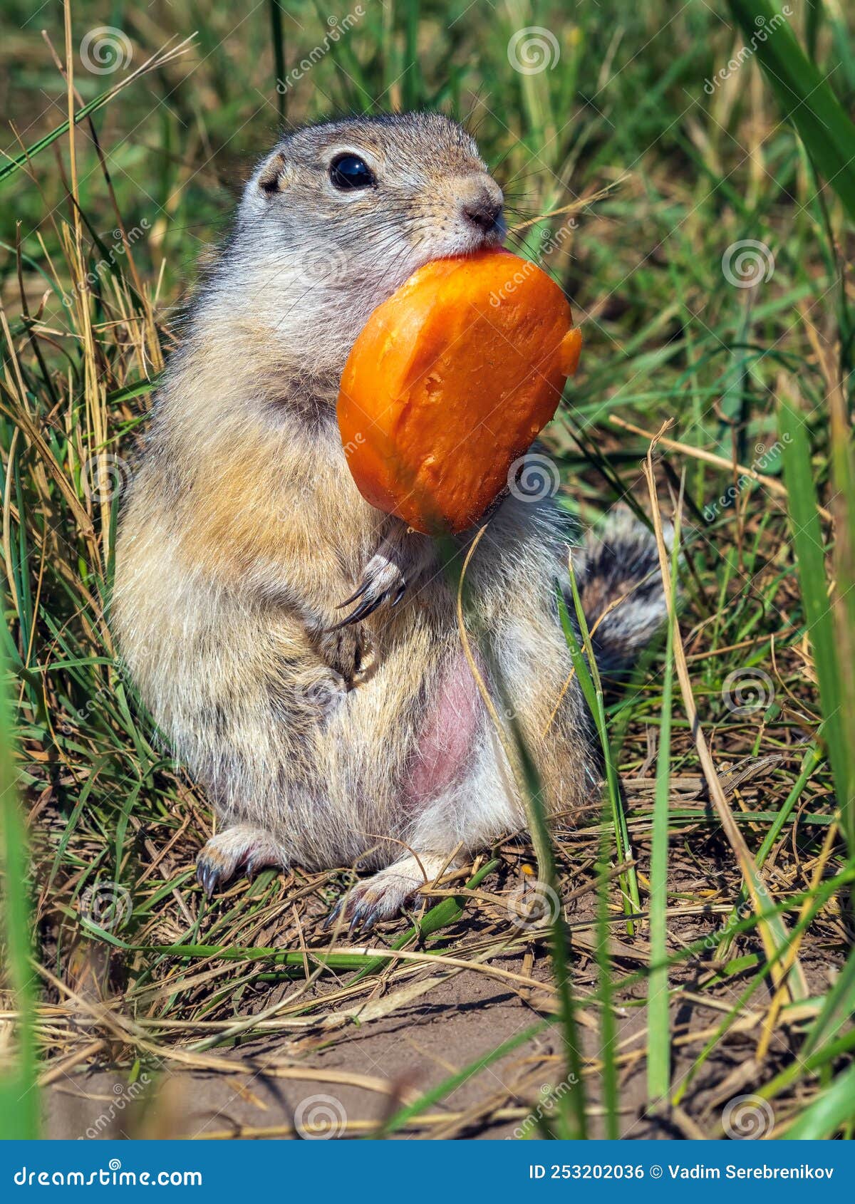 Gopher is Eating a Slice of Carrot on the Grassy Lawn Stock Photo ...