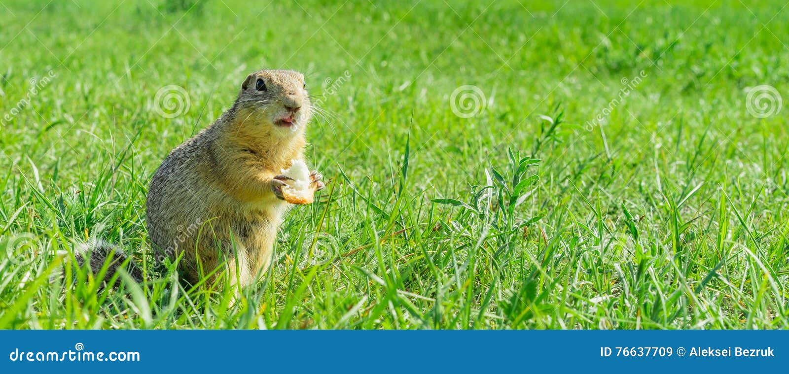 Gopher Eating Small Piece of Bread in the Grass Stock Image - Image of ...