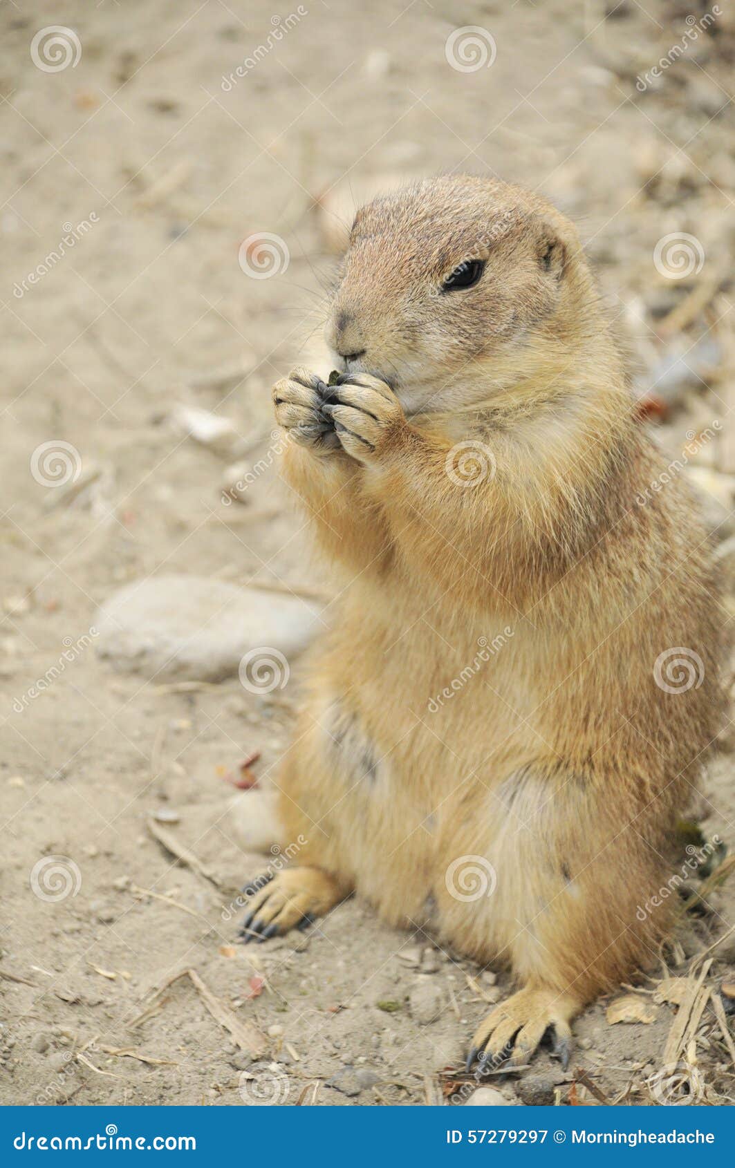 Gopher eating stock image. Image of marmot, rodent, portrait - 57279297