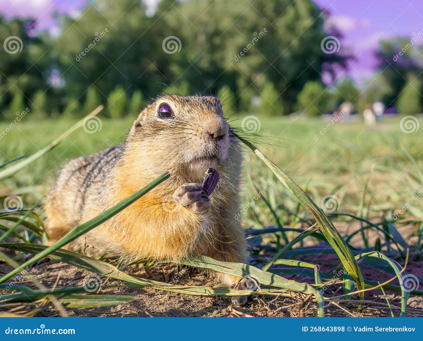 A Gopher is Eating Sunflower Seed in a Grassy Meadow. Selective Focus ...
