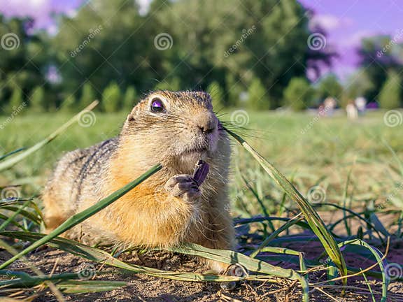 A Gopher is Eating Sunflower Seed in a Grassy Meadow. Selective Focus ...