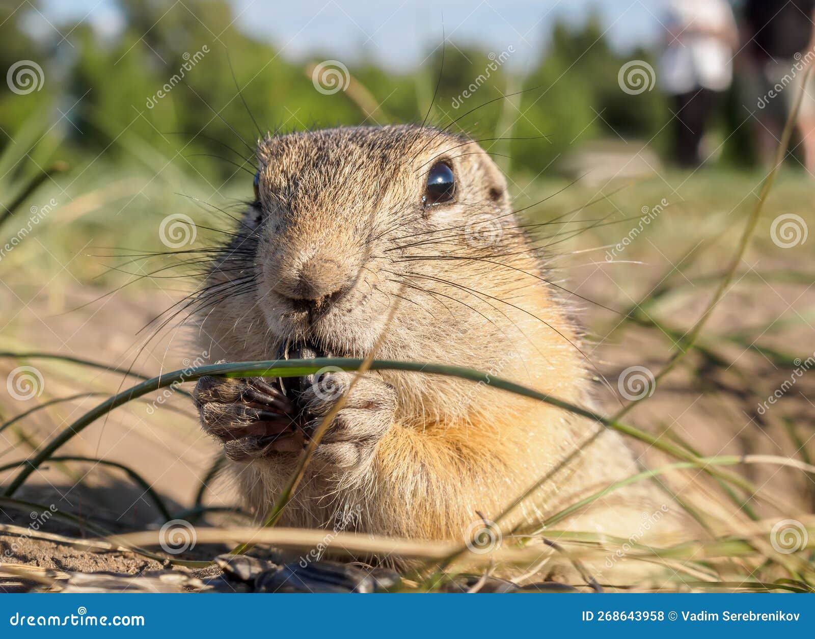 A Gopher is Eating Sunflower Seeds in a Grassy Meadow. Close-up Stock ...