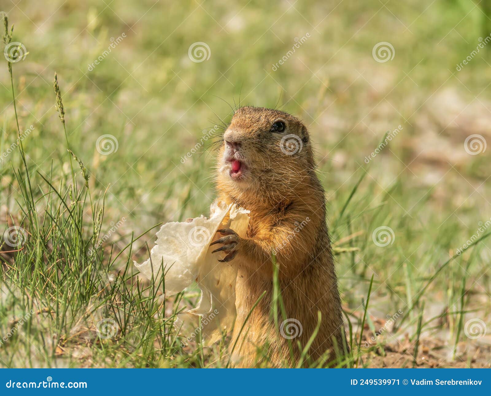 Gopher is Eating Wheat Tortilla on the Lawn. Close-up Stock Image ...