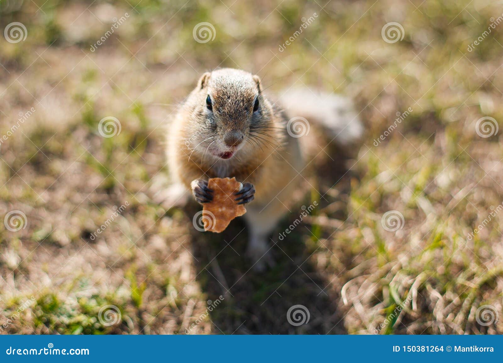 Gopher Eats Cookies in the Grass Closeup Stock Photo - Image of ...