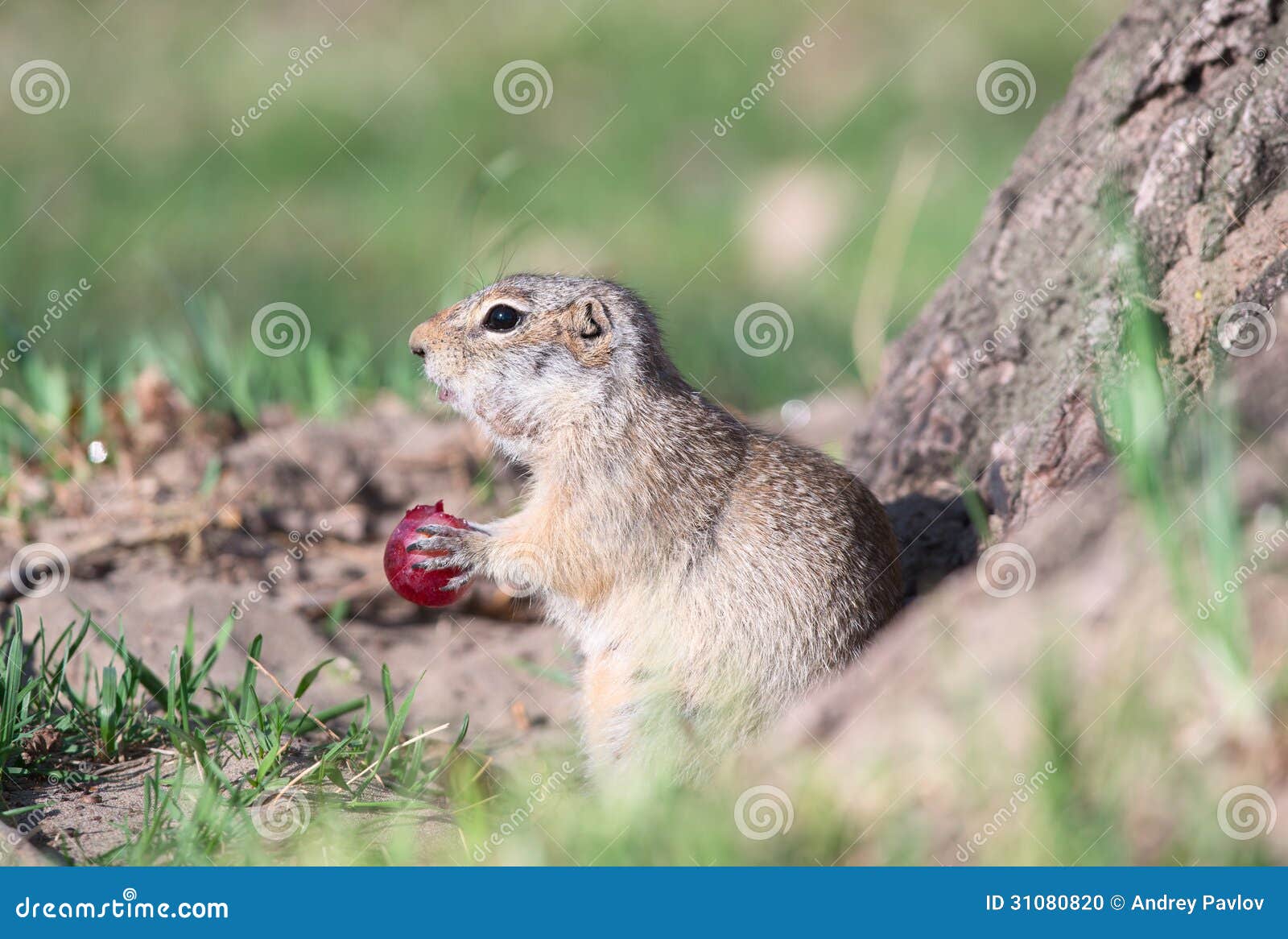 Gopher eats grape stock photo. Image of berry, feed, food - 31080820