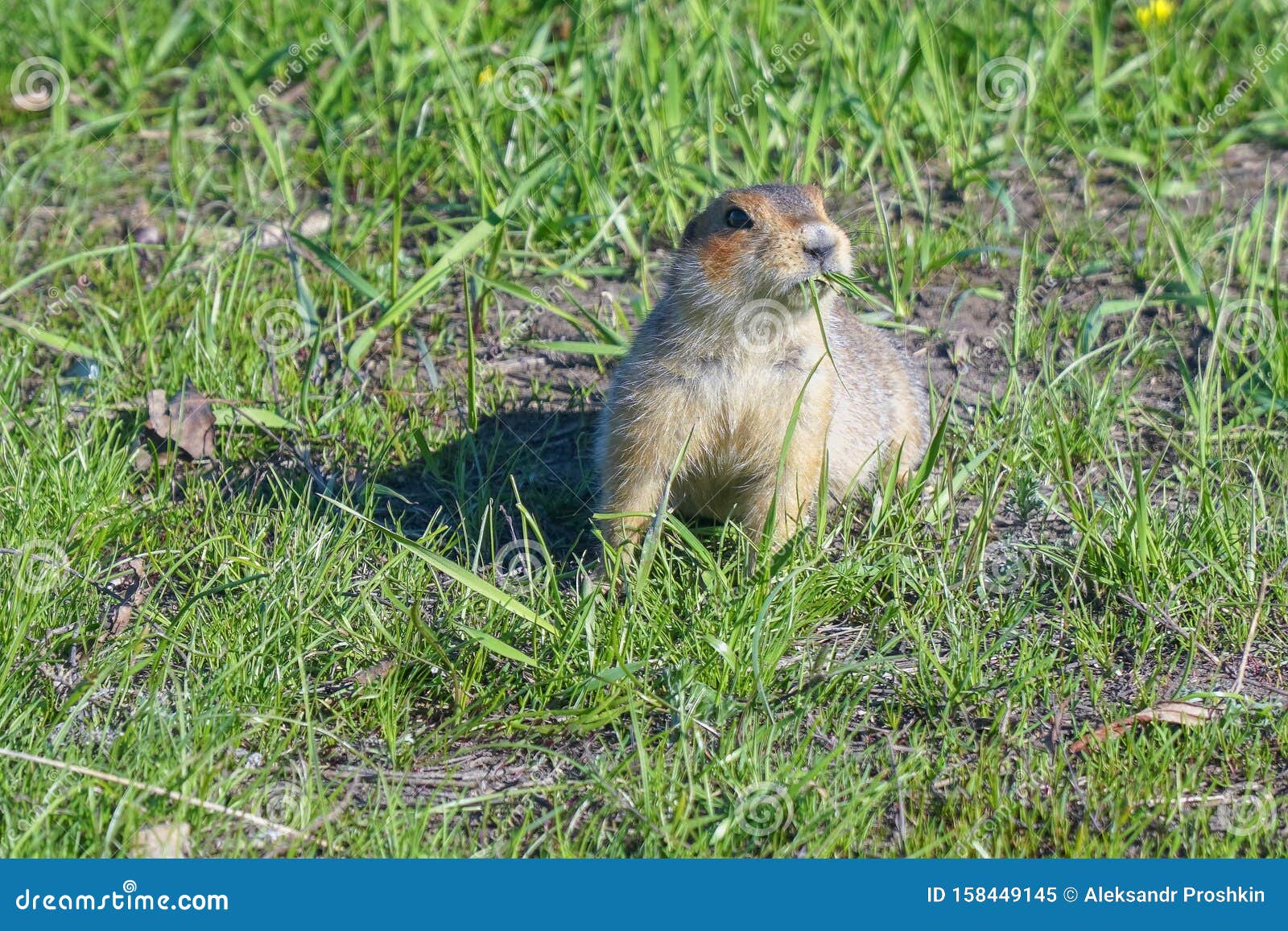 Gopher Eats Grass after Hibernation Stock Image - Image of mammal ...