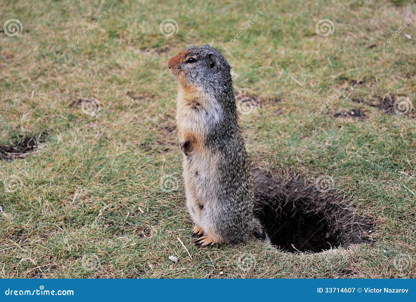 Gopher en service image stock. Image du fond, écoute - 33714607