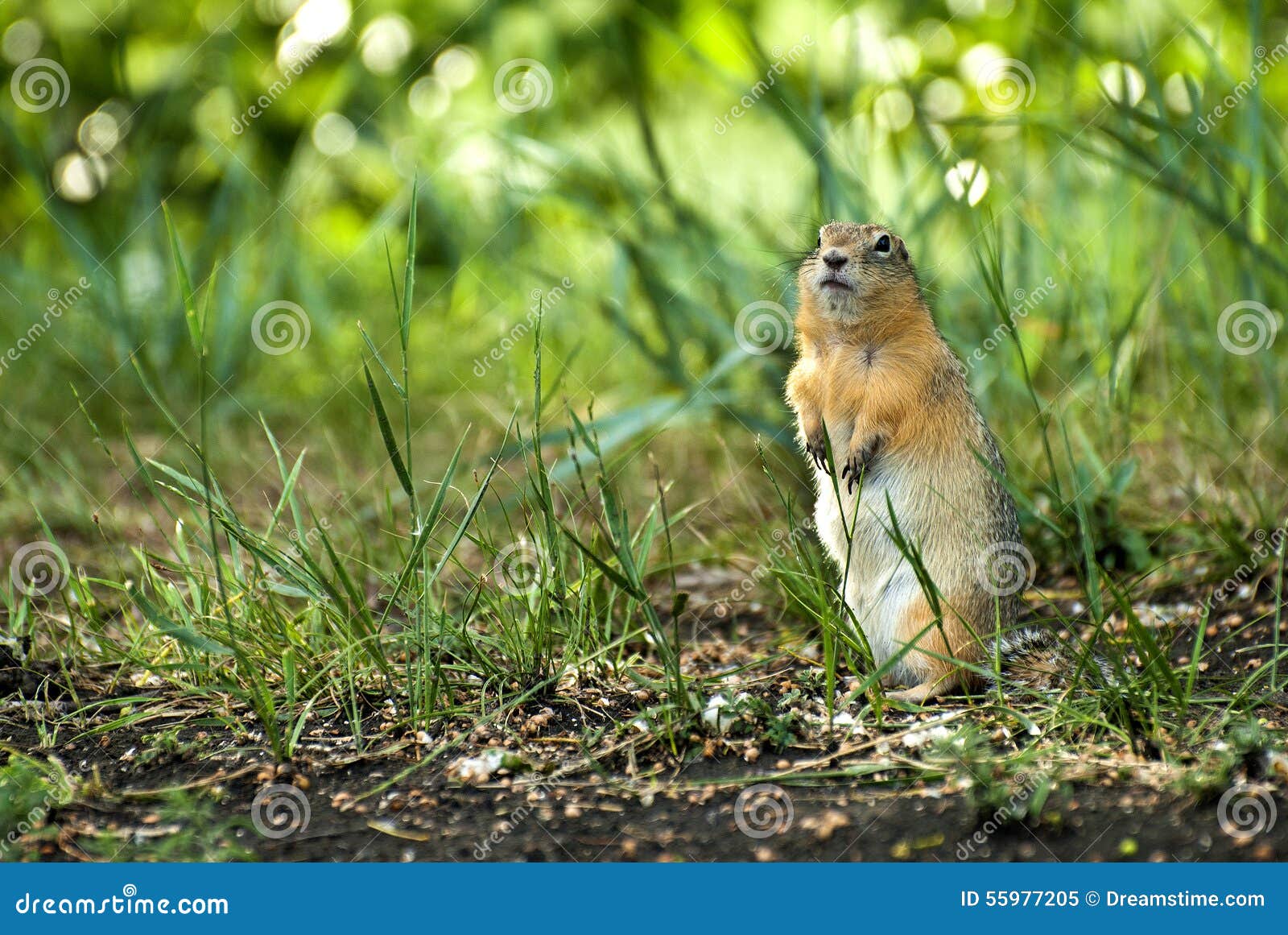 Gopher stock image. Image of green, wild, grass, fluffy - 55977205