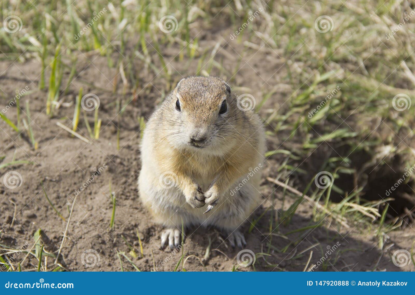 Gopher genus rodents stock photo. Image of head, meadow - 147920888