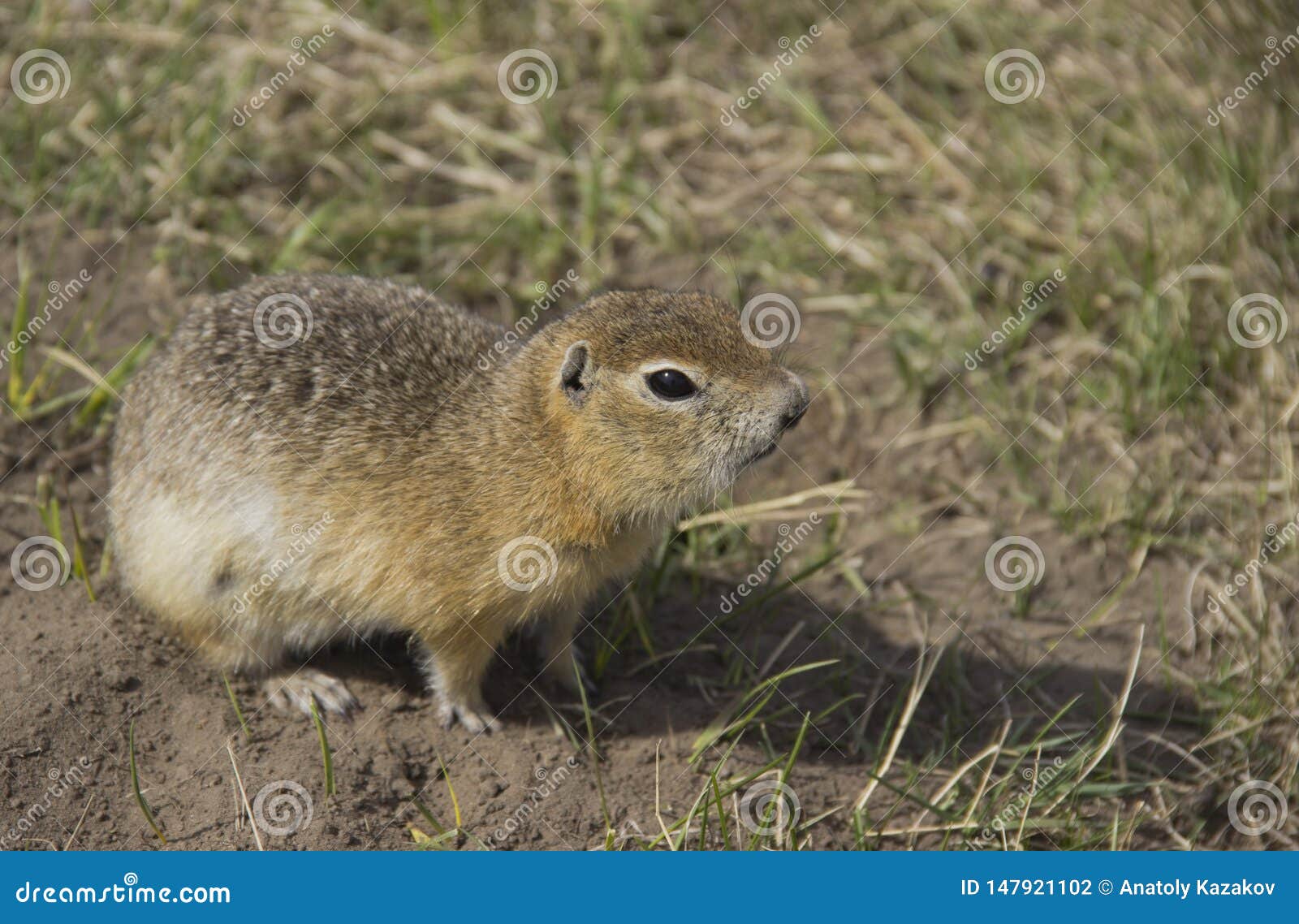Gopher genus rodents stock photo. Image of park, brown - 147921102