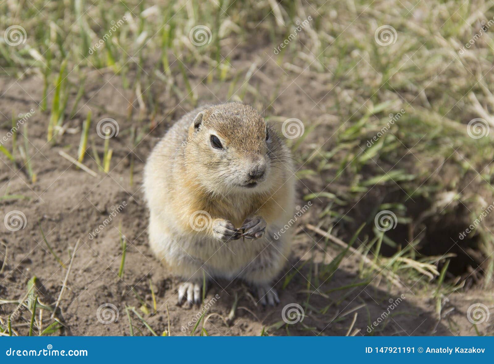 Gopher genus rodents stock image. Image of field, gopher - 147921191