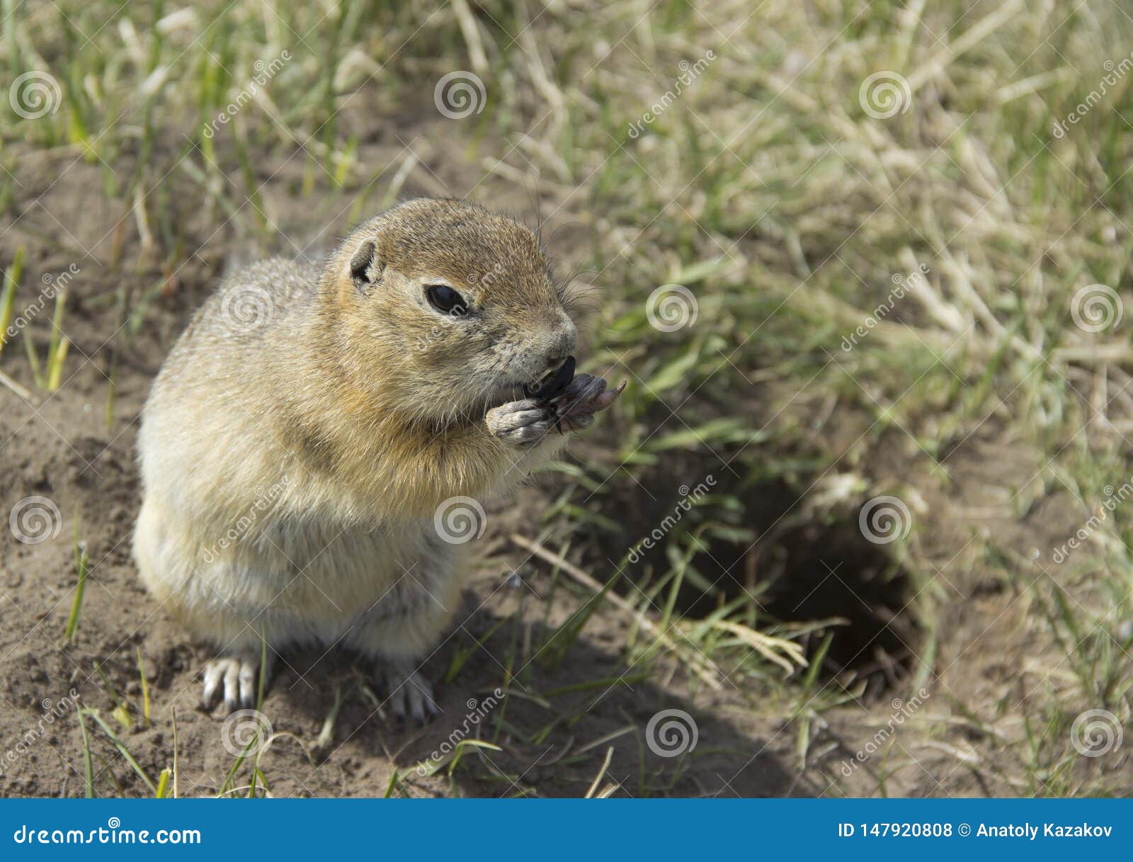 The gopher eats the seeds stock photo. Image of rodent - 147920808
