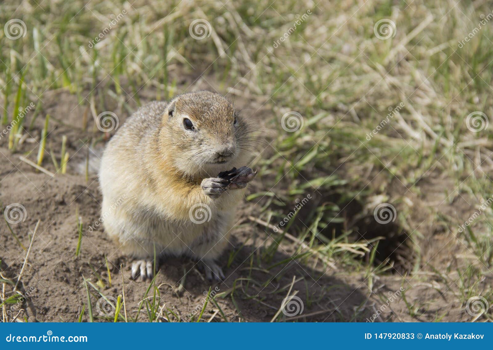 Gopher GenusThe Gopher Eats the Seeds Stock Image - Image of cheeky ...