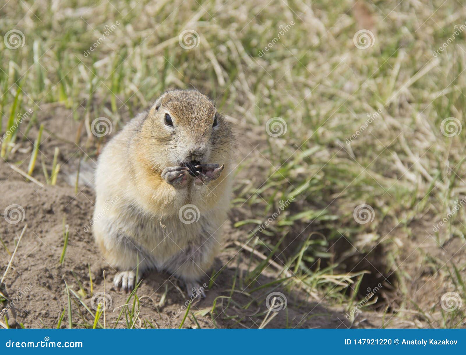 The gopher eats the seeds stock photo. Image of natural - 147921220