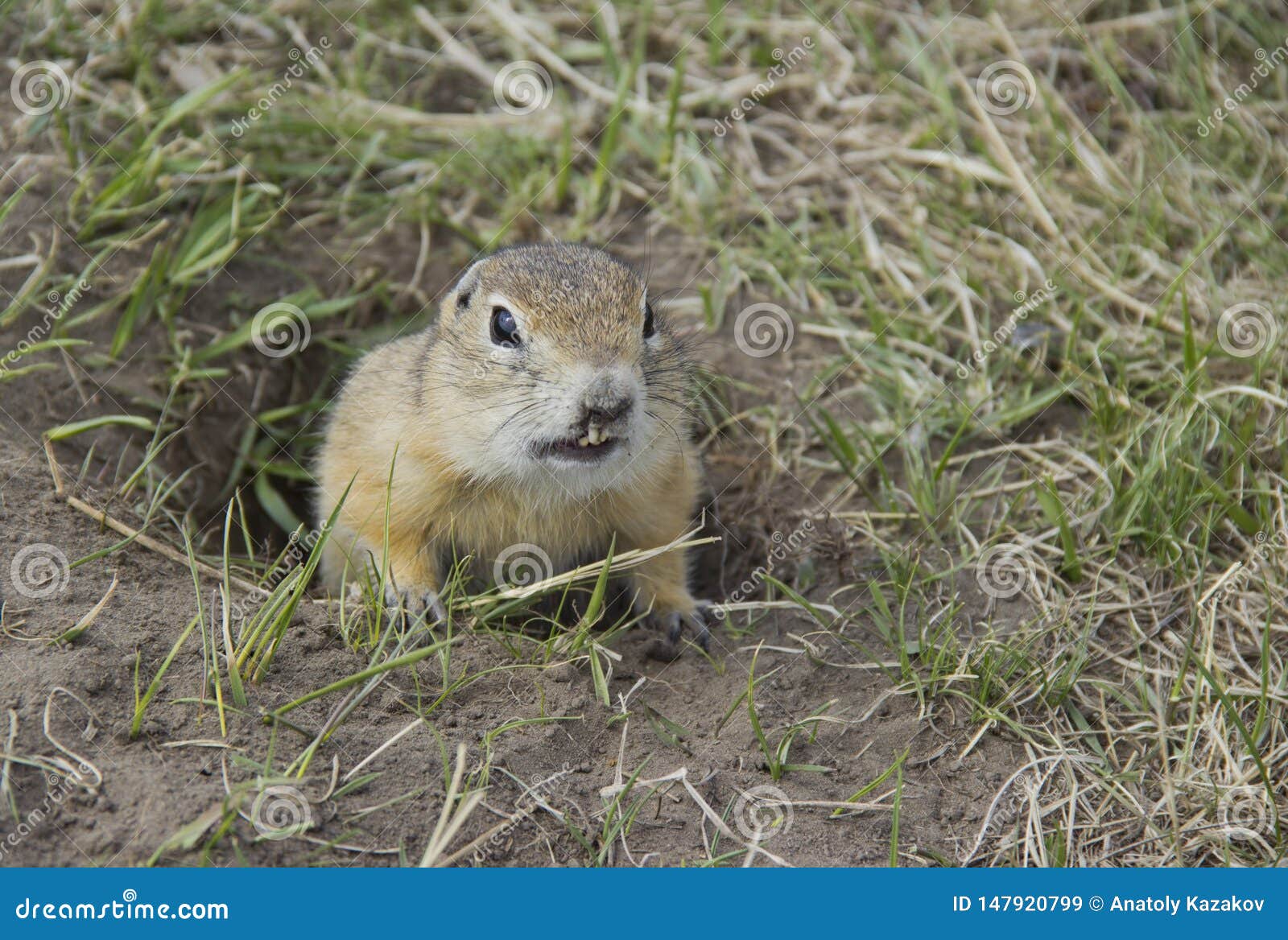 Hungry Gophers are Attacking and are Aggressive Stock Image - Image of ...