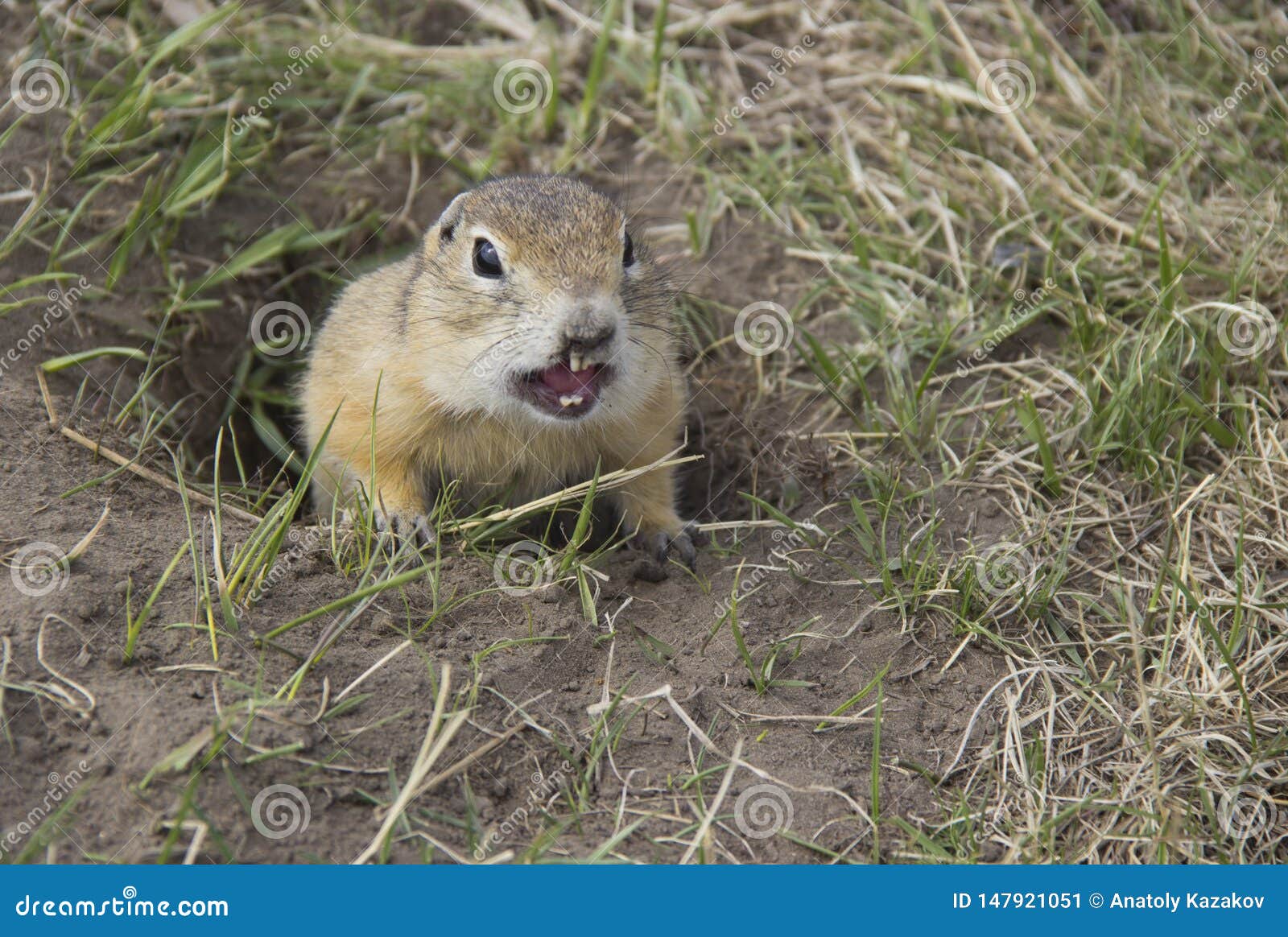 Hungry Gophers are Attacking and are Aggressive Stock Image - Image of ...