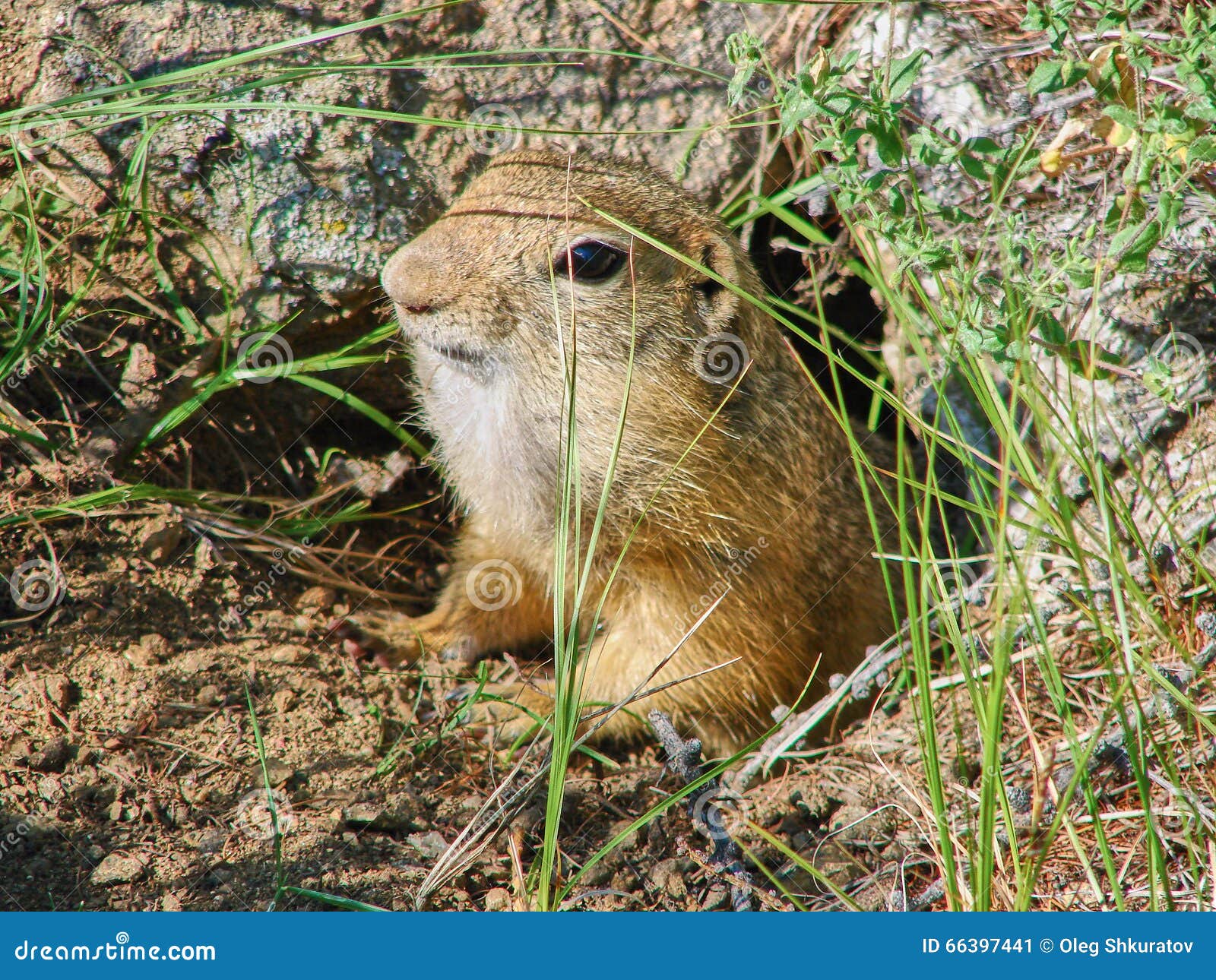 The Gopher Gets Out of a Hole Stock Image - Image of vertebrate, ground ...