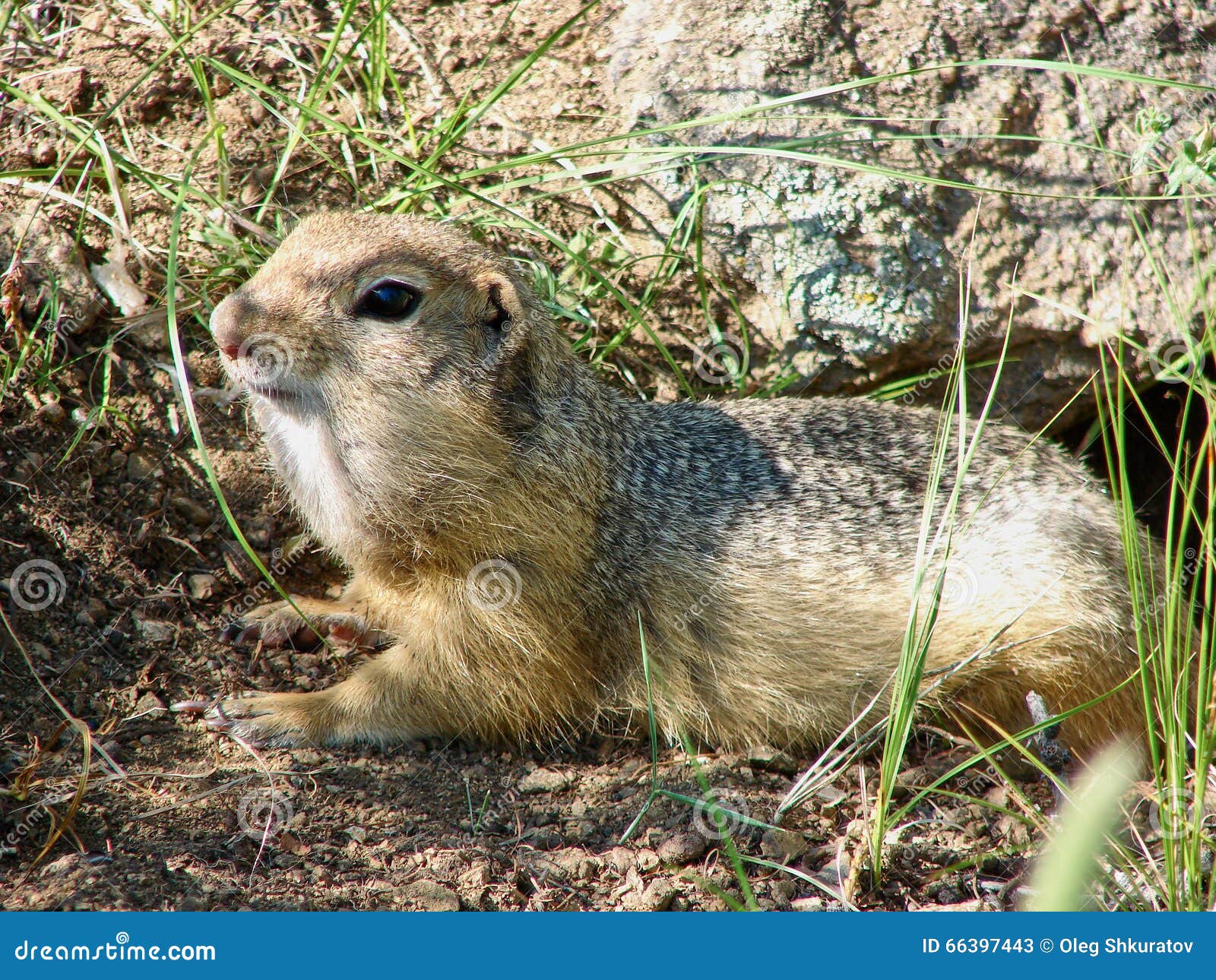 The Gopher Gets Out of a Hole Stock Image - Image of wild, large: 66397443