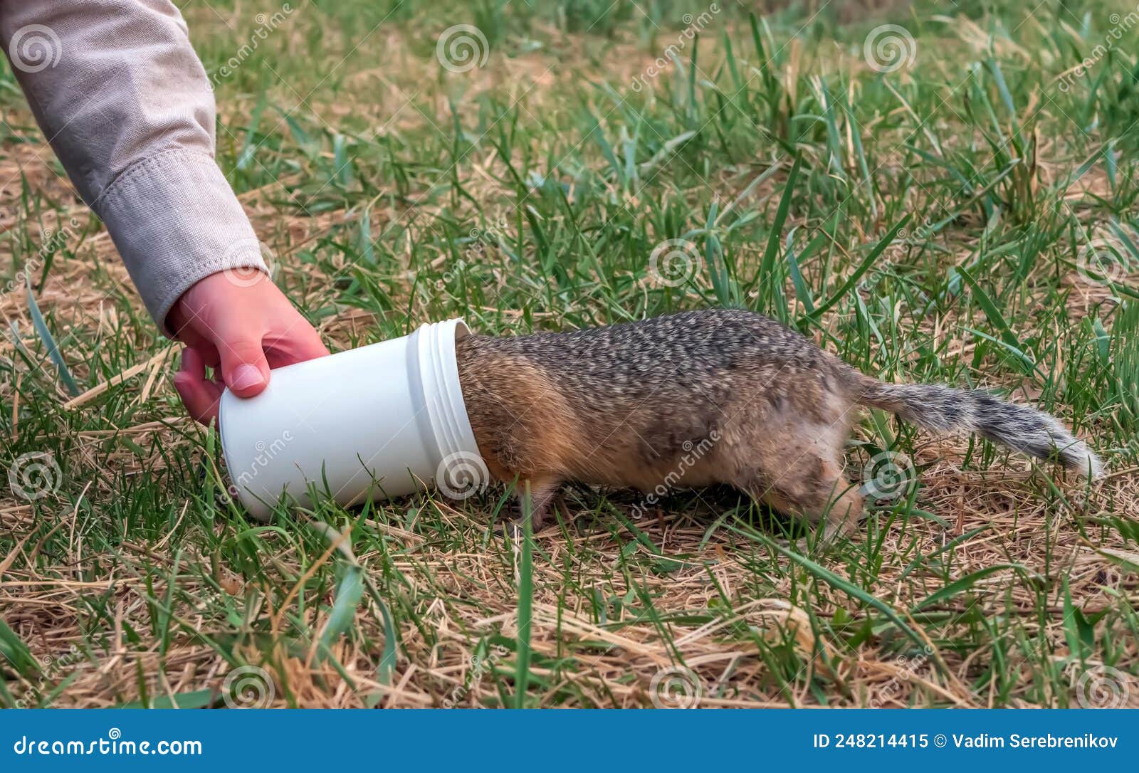 Gopher is Getting Inside a Plastic Jar for Eating. Human is Feeding ...