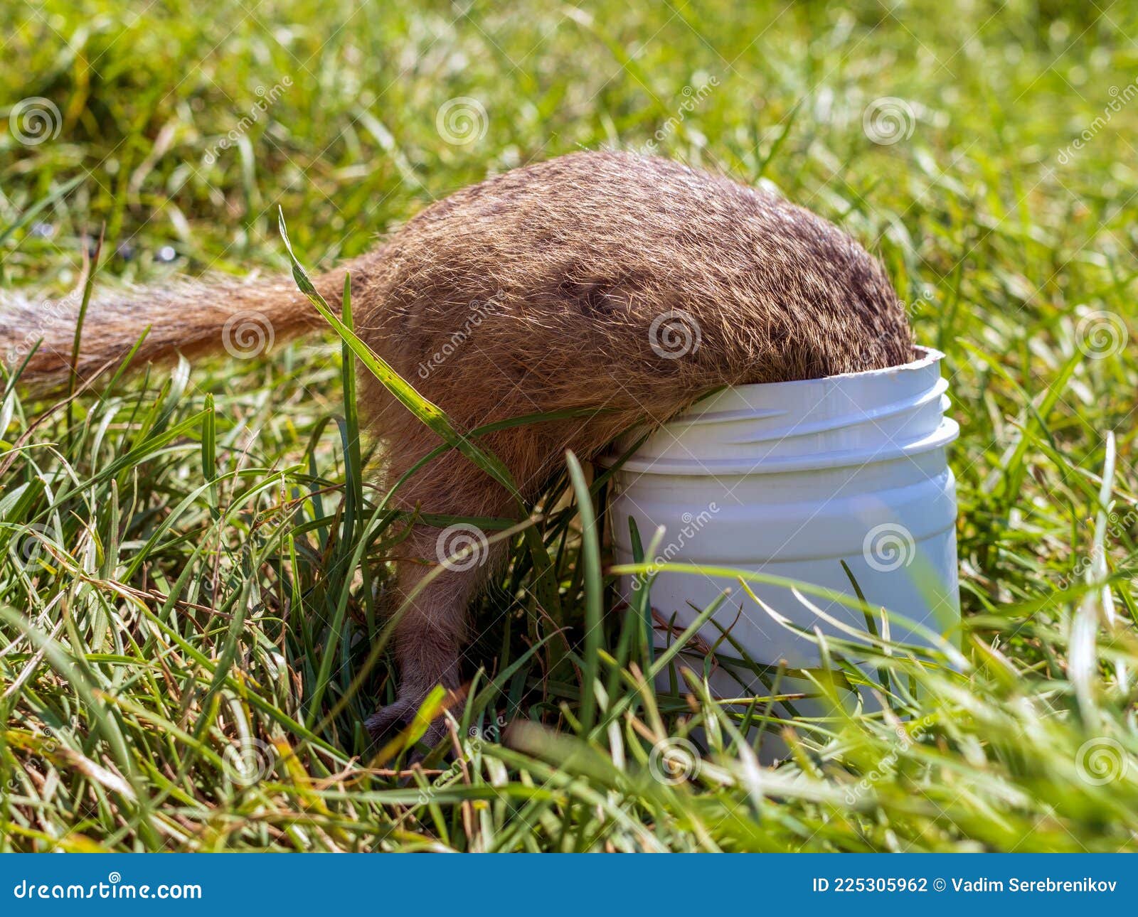 Gopher is Getting Inside into a Plastic Jar for Looking for a Food ...