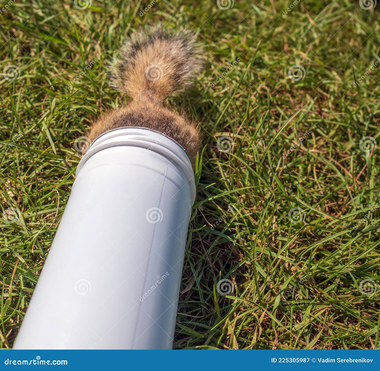 Gopher is Getting Inside into a Plastic Jar for Looking for a Food ...