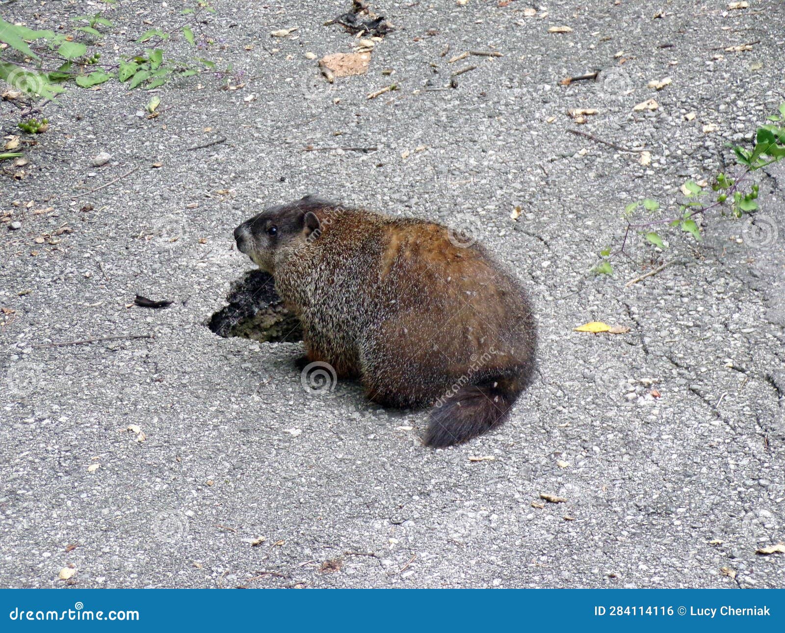 Gopher stock photo. Image of wild, sitting, gopher, mammal - 284114116