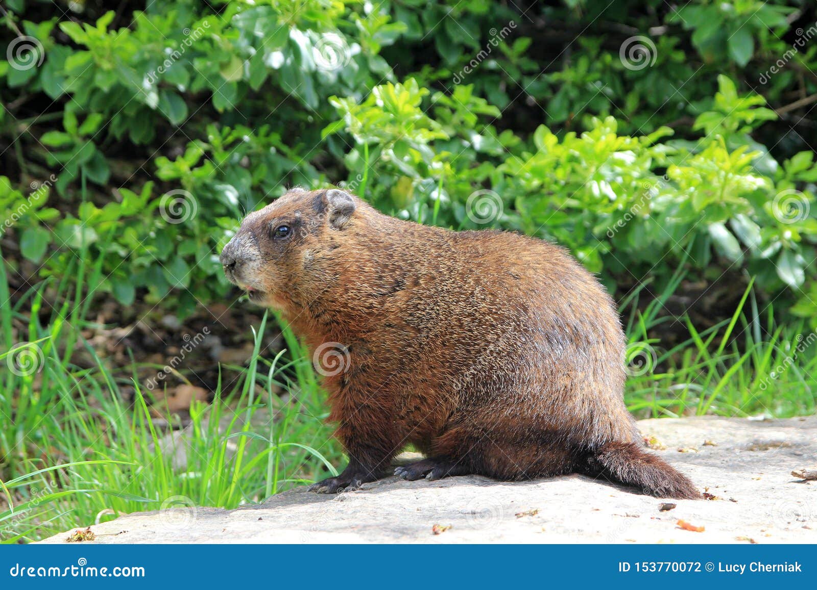 Gopher stock photo. Image of wildlife, animal, flora - 153770072