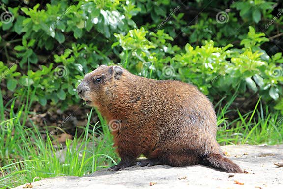 Gopher stock photo. Image of wildlife, animal, flora - 153770072