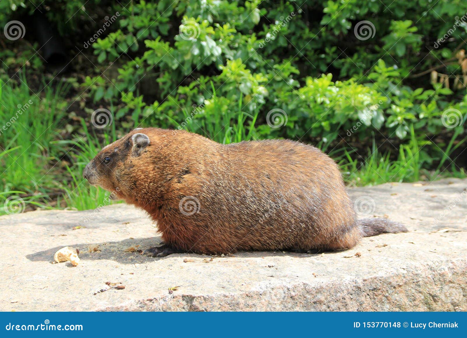 Gopher stock photo. Image of bush, animal, wildlife - 153770148