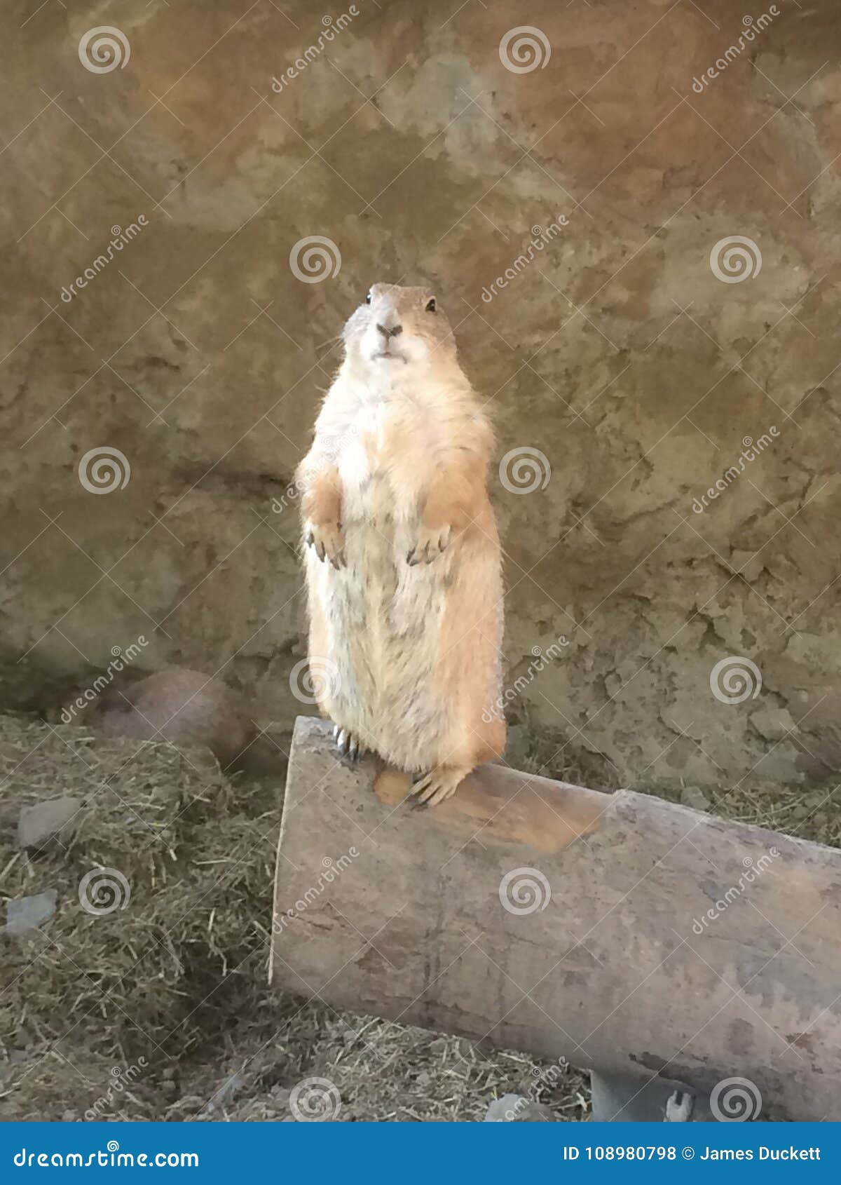 Gopher stock photo. Image of standing, furry, rodent - 108980798