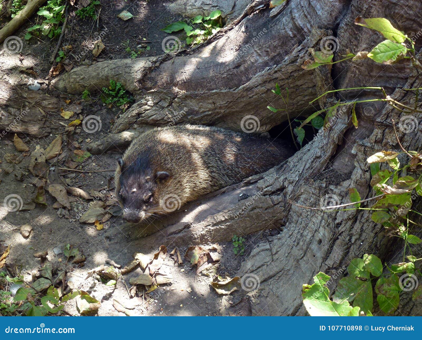 Gopher stock photo. Image of face, muzzle, wildlife - 107710898